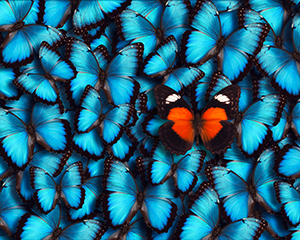 Corporate Leadership Awards 2024: Anthony Licata, Morgan Lewis ...